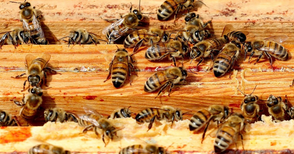 Study: Small bees better at coping with warming, bumblebees struggle