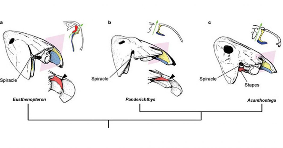 Scientists prove human middle ear evolved from fish gills