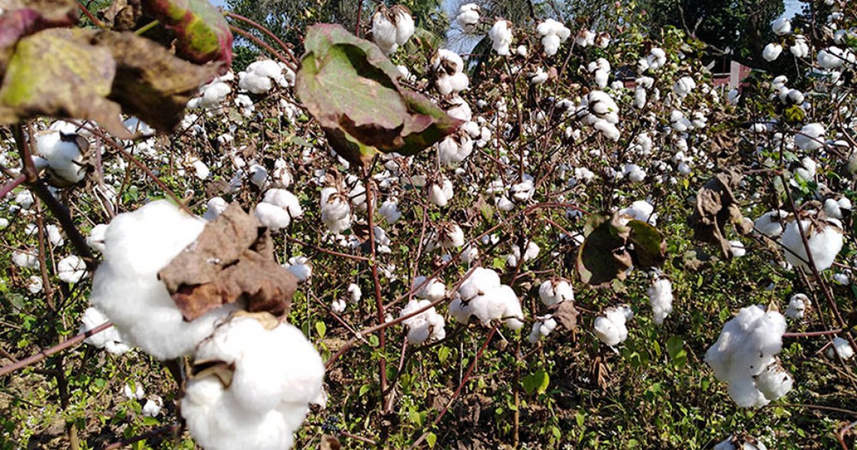 Bangladesh at final stage of introducing Bt cotton