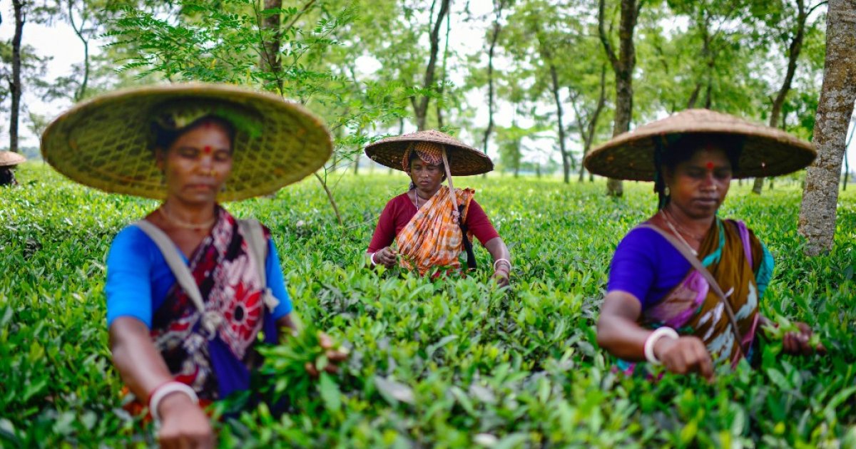 The history and the economic benefit of Bangladesh's tea industry