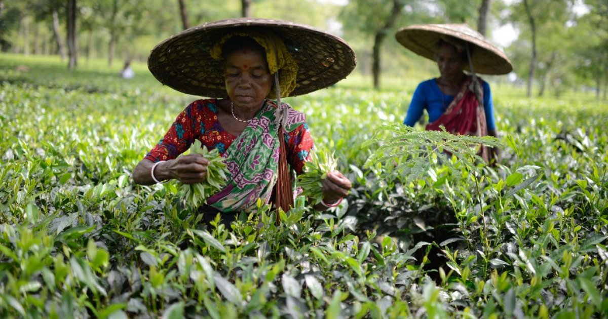 Tea industry hopeful 100m production by end of 2022