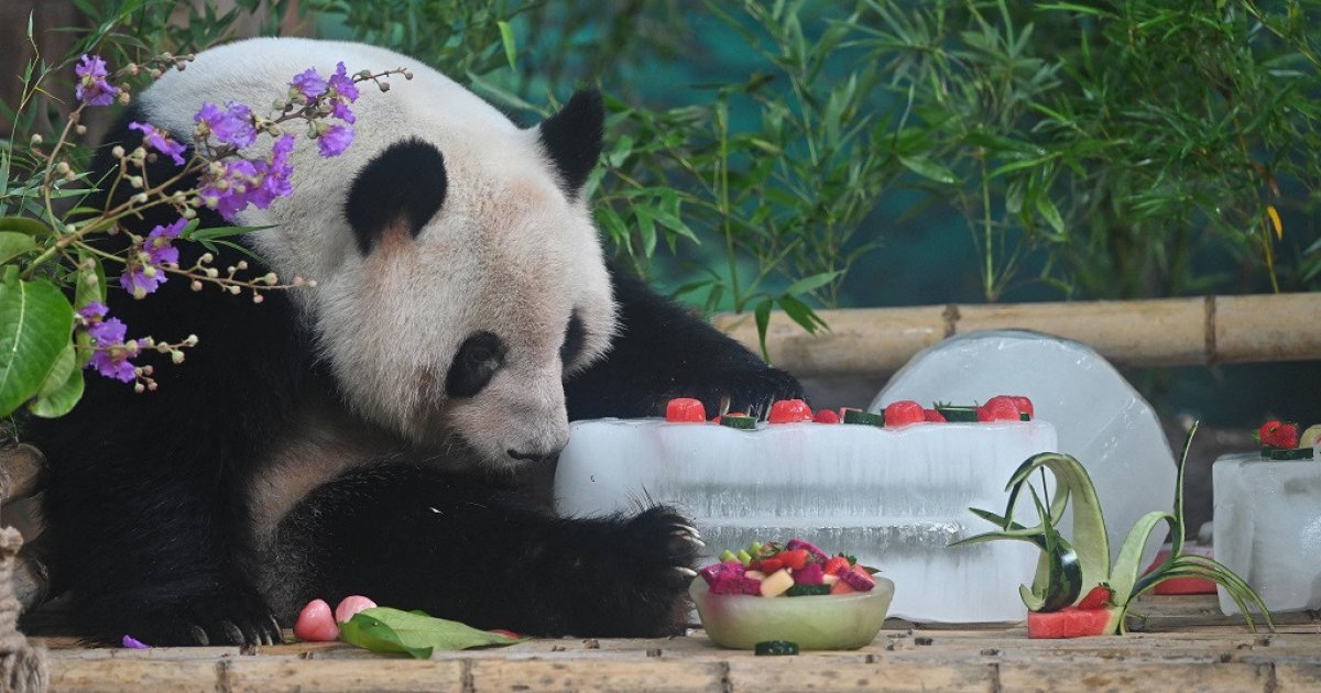 Fossil discovery solves mystery of how pandas became vegetarian