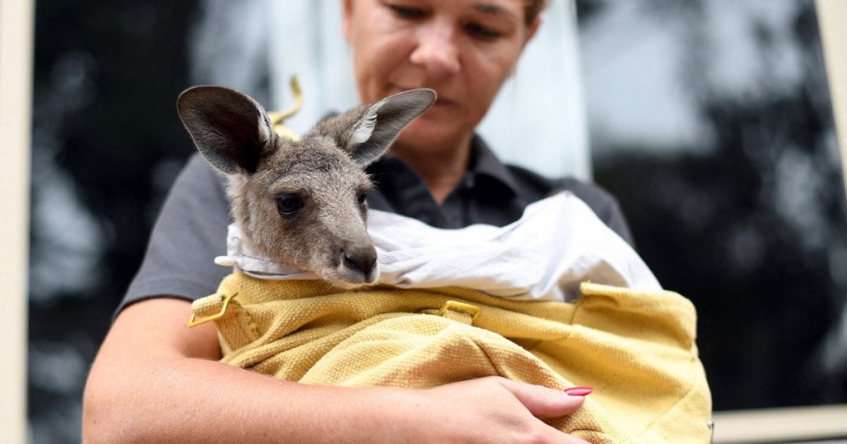 Australian animals at dire risk as environment deteriorates