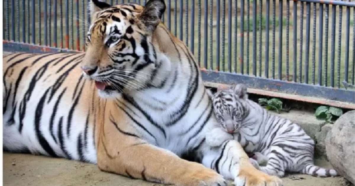 Protecting our animals