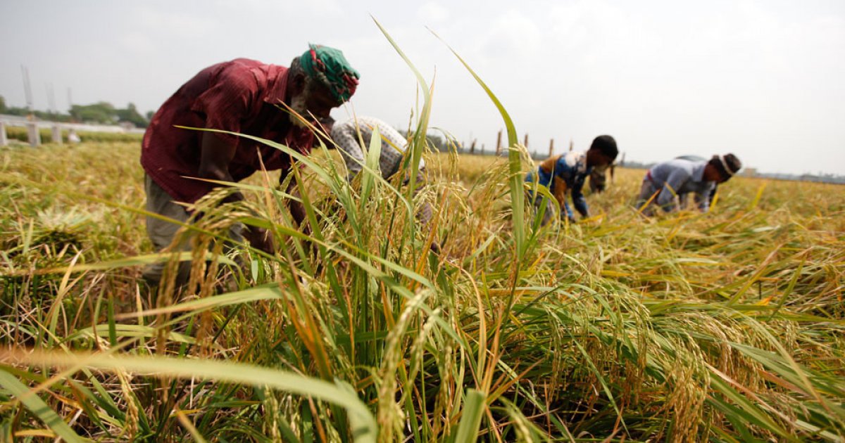 The right cultivation