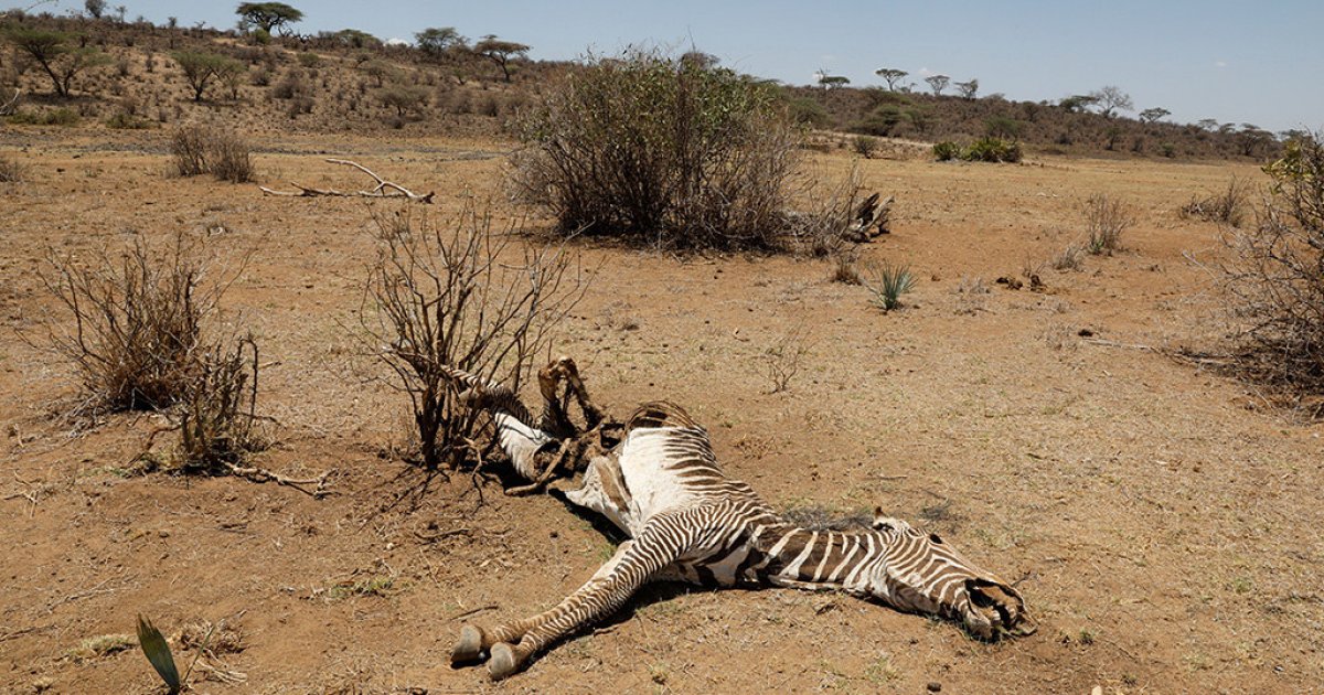 Drought is killing Kenya's endangered wildlife