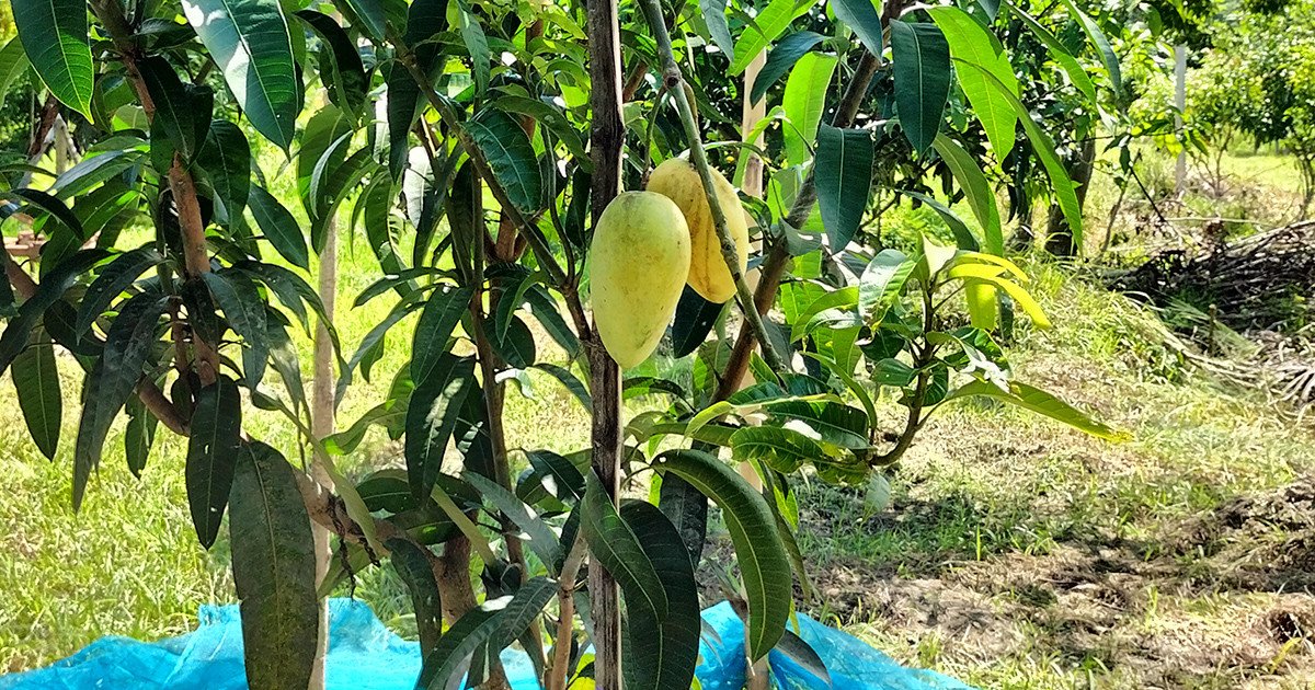 Expanding our mango exports