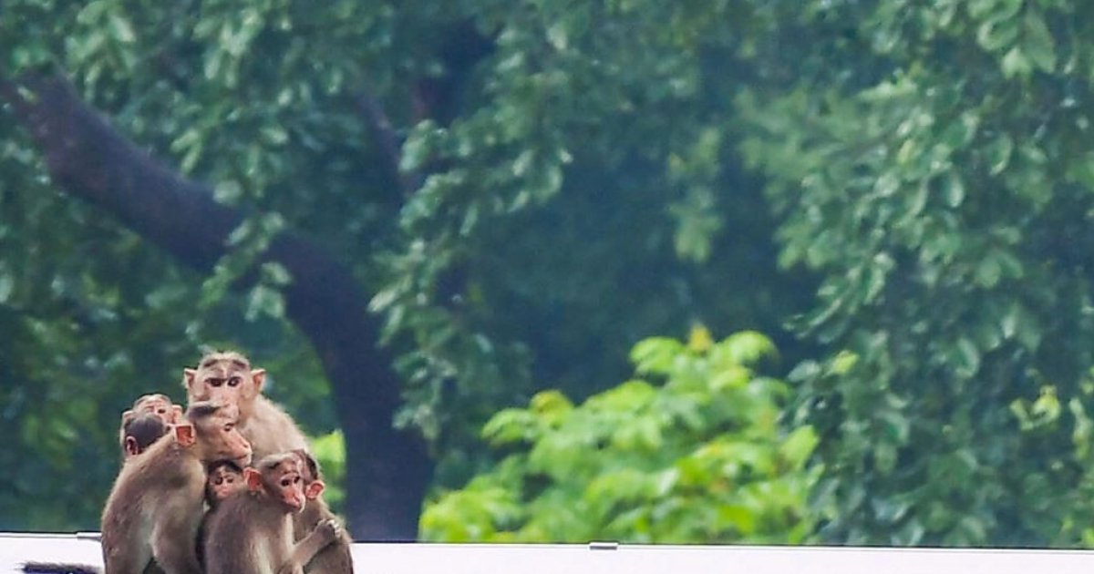 Controversial monkey study reignites animal testing debate