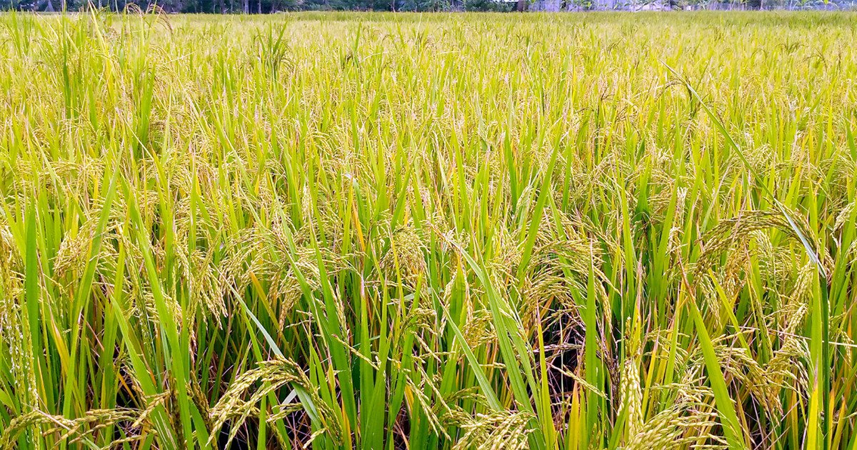 How to stop rice fields producing so much methane