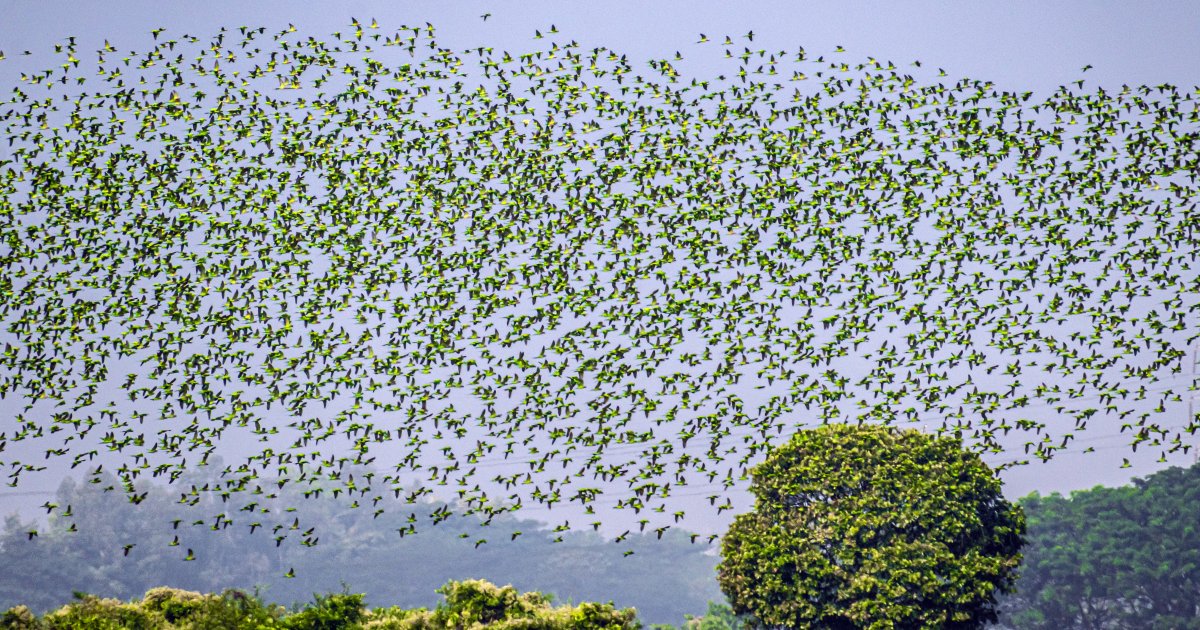 In pictures: Flocks of red-green parakeet over paddy field
