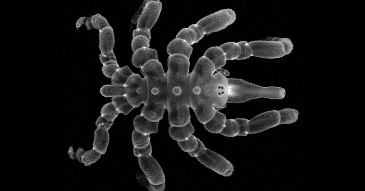 Study: Sea spiders can regrow body parts, not just limbs