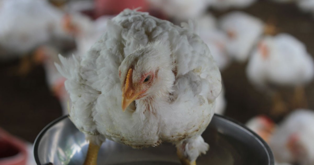 Why did the chicken price go up and down?