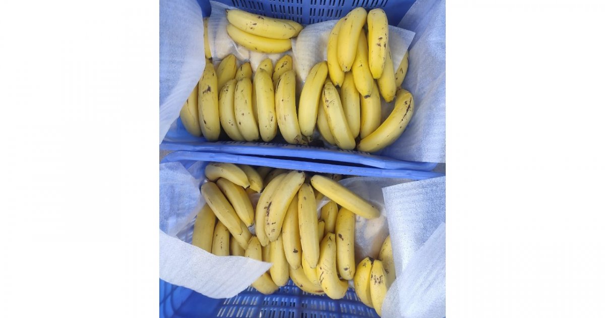 Safe, branded bananas will be produced in Bangladesh