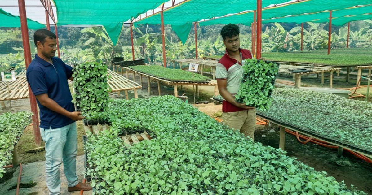 Vegetable growers gain from seedling service