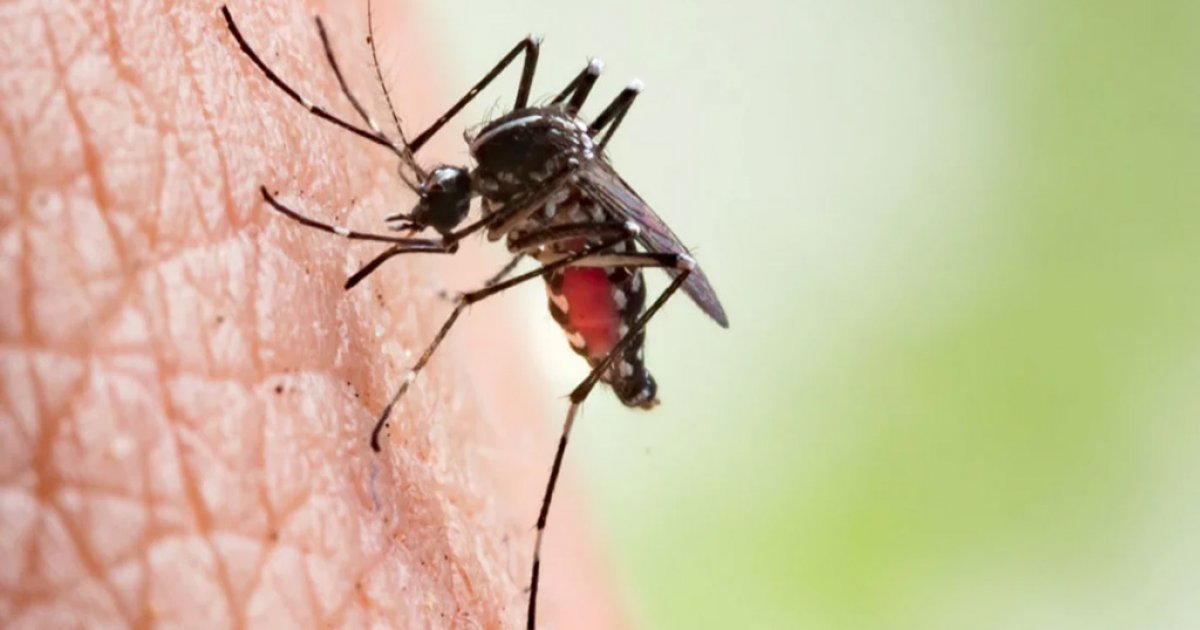 Beating the bite: Conquering dengue
