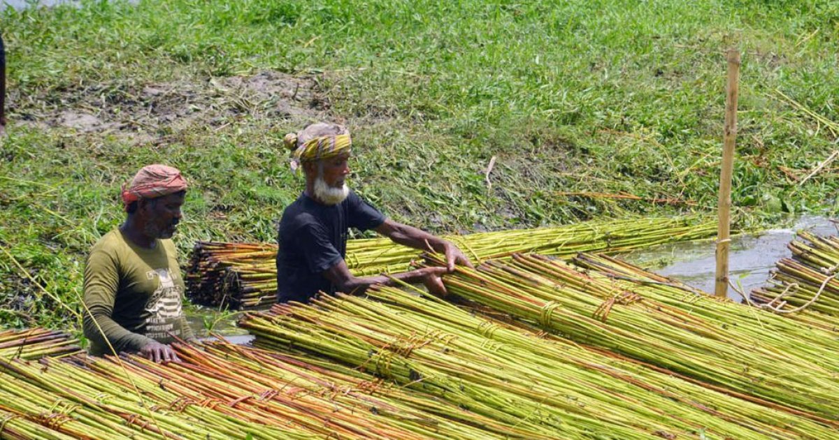 Bangladesh's jute exports to get transparency boost with direct banking