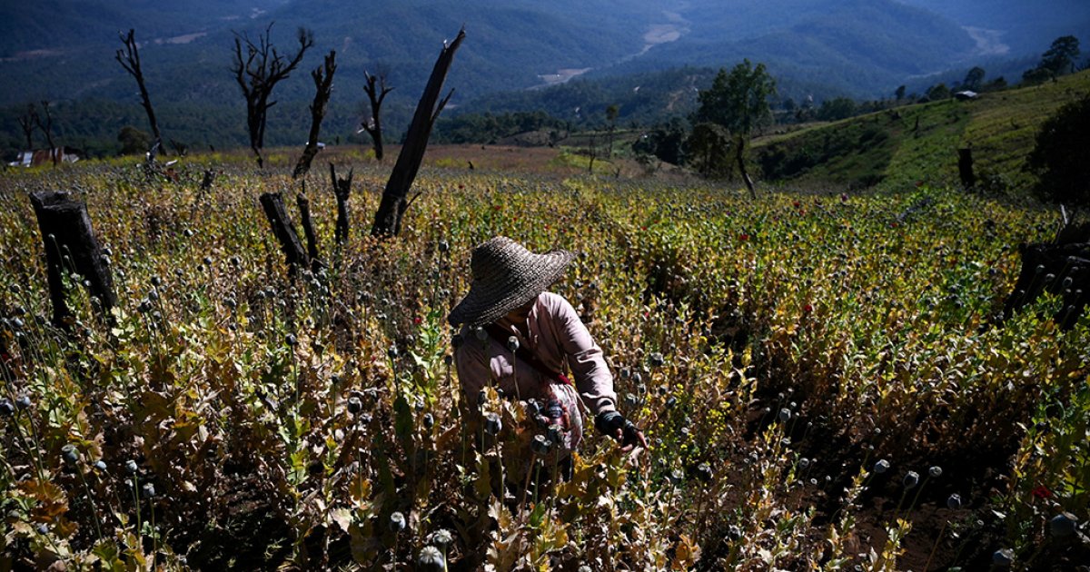 UN: Myanmar is now world's largest source of opium