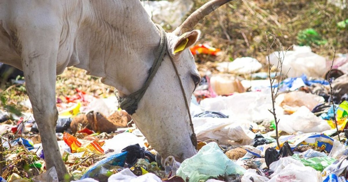 Plastic pollution is cutting us deeper than we think