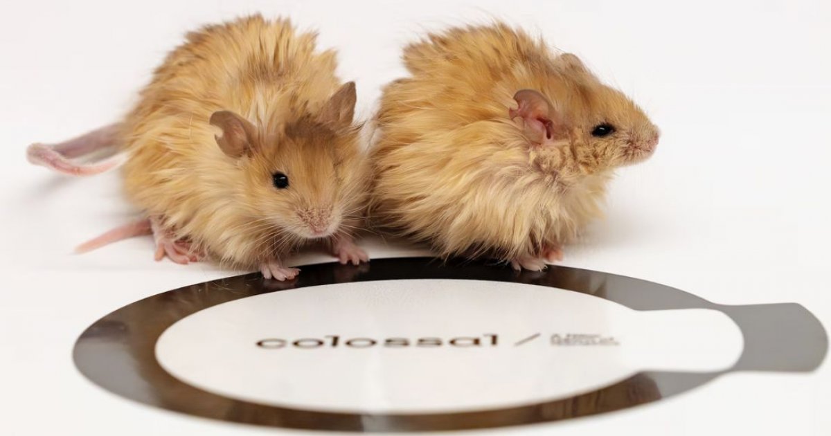 Scientists modify mouse to mimic woolly mammoth