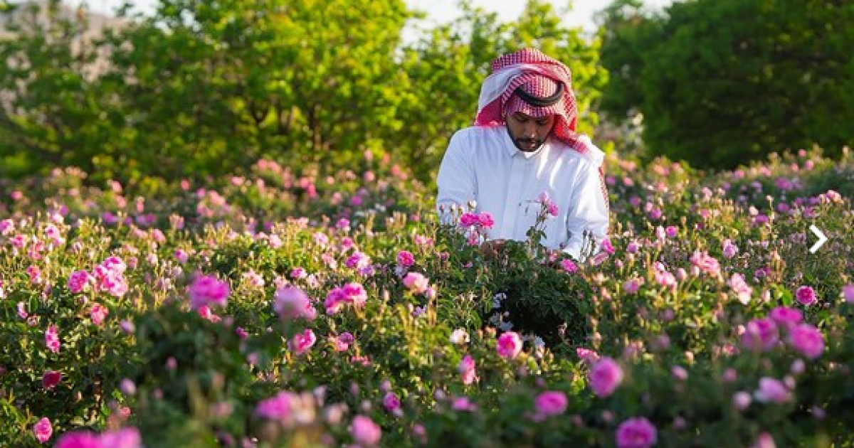 Taif: Where fragrant roses meet timeless heritage