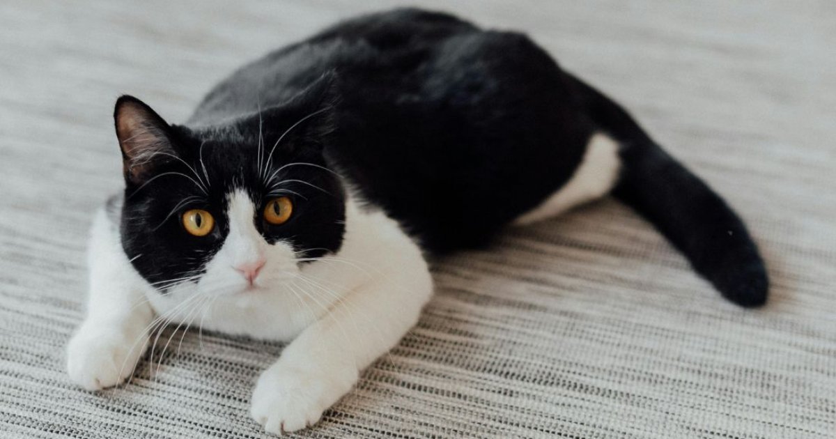 Cat found smuggling drugs into prison