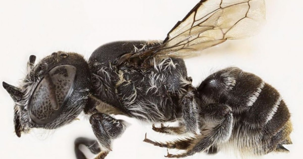 Devil in the beetails: Australian scientists discover new lucifer bee