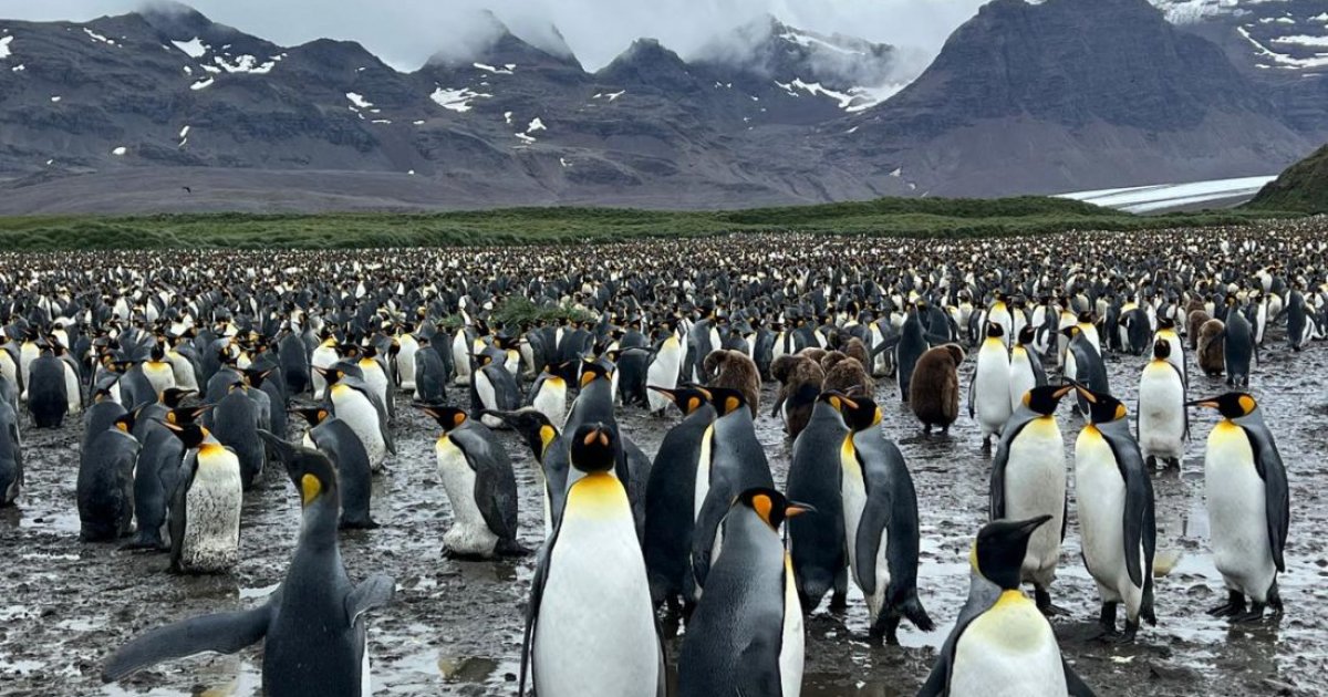 Where penguins rule and humans whisper