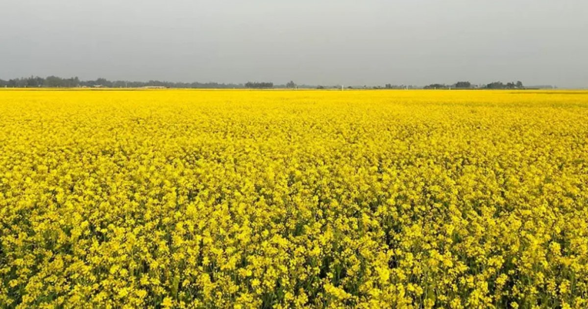 Gazipur farmers eye bumper mustard yield