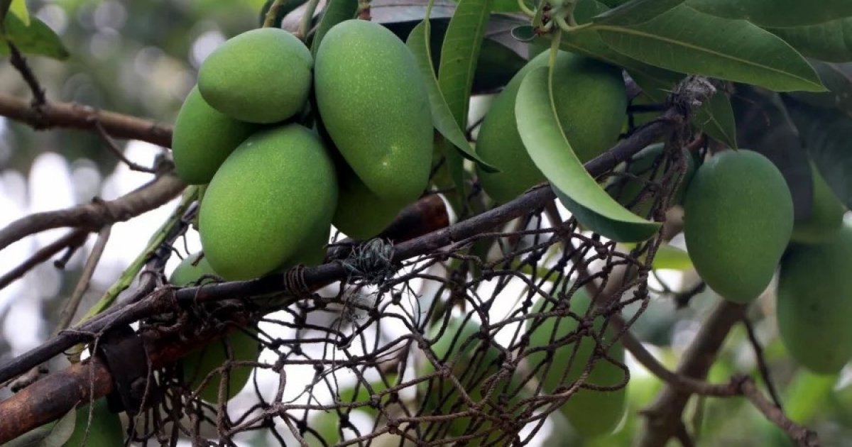 Bangladesh to export mangoes to China