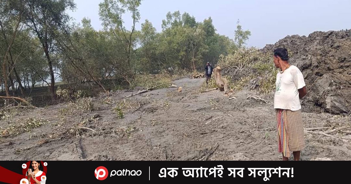 Why do we hate trees so much?