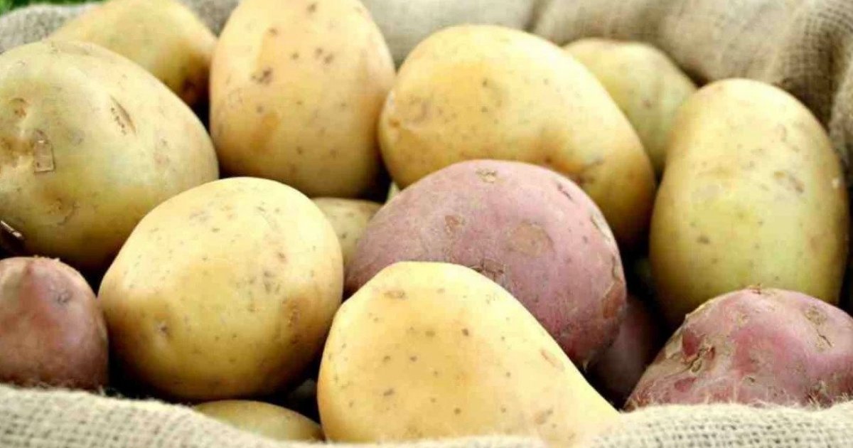 200 tons of potatoes imported from India through Benapole port