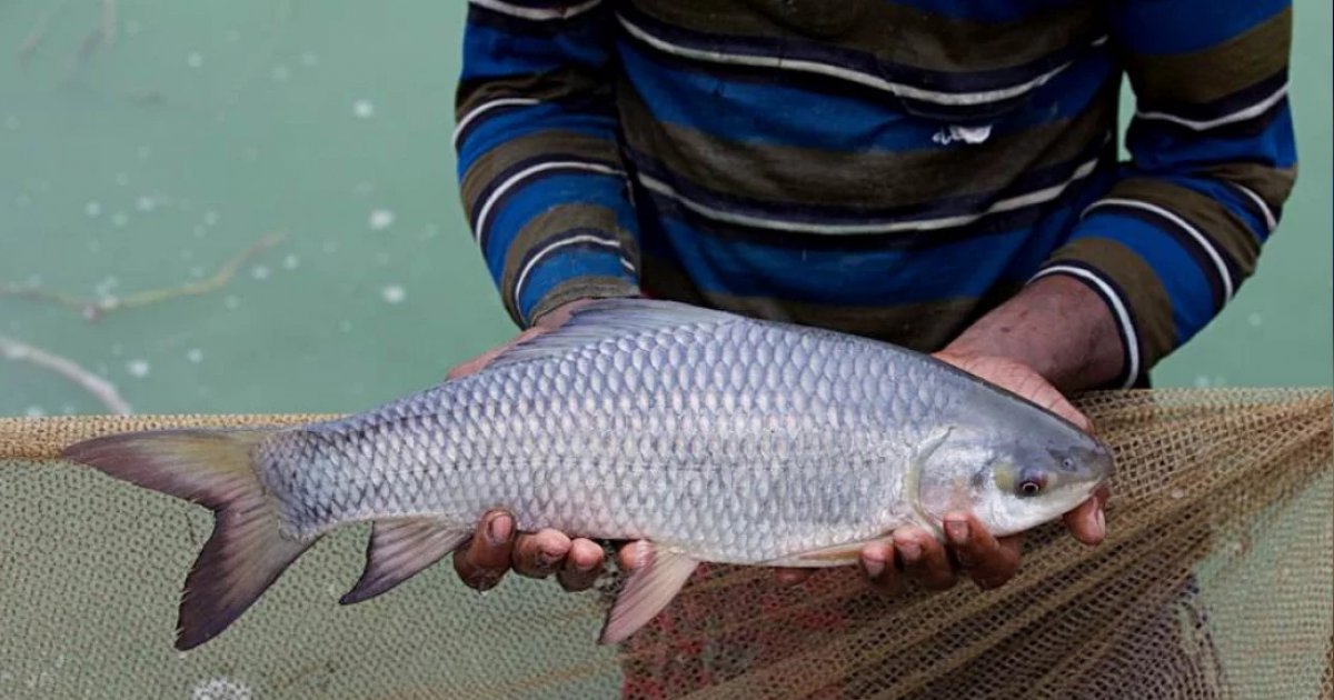 Rohu fish genome decoded at Jamalpur Bangamata University