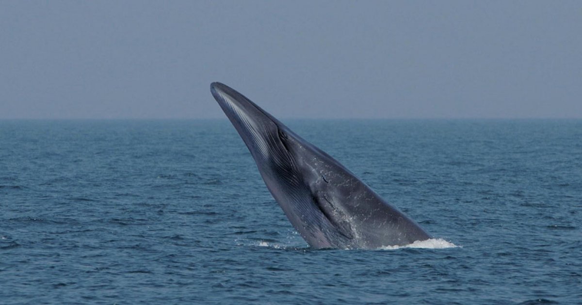 What we know about Bangladesh’s submarine canyon