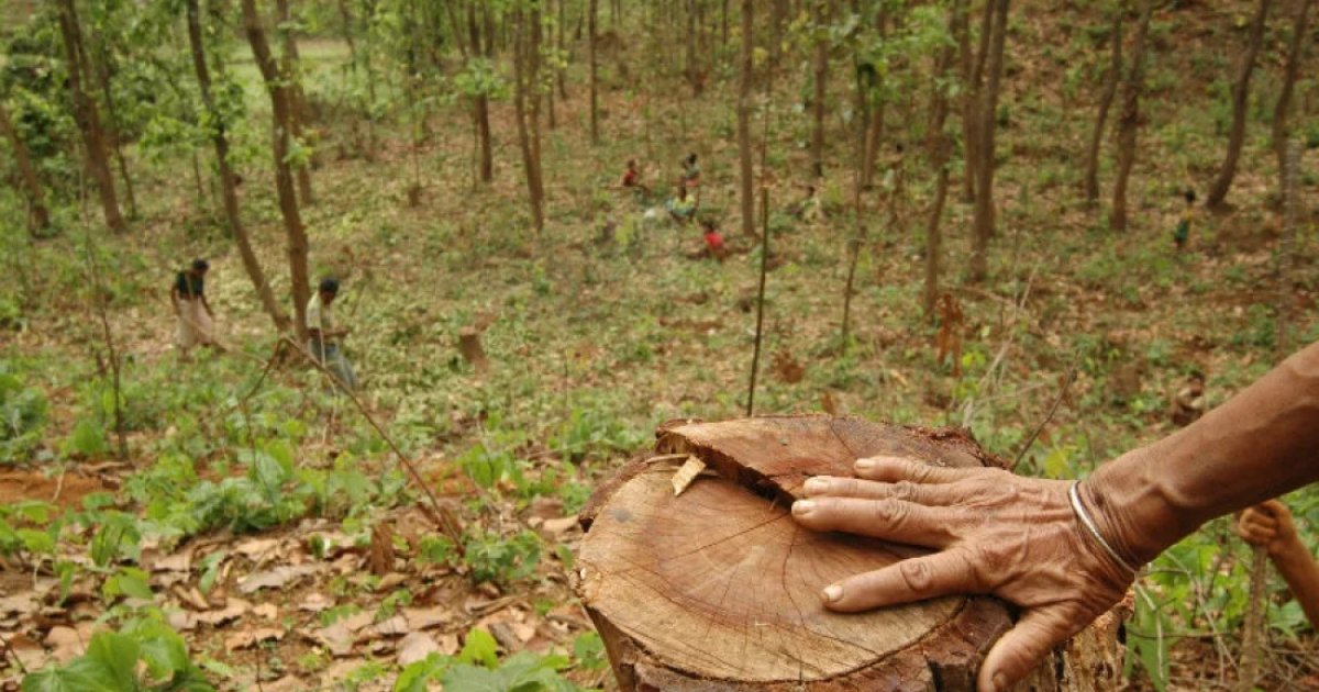 Bangladesh begins inventory with its forestlands fast eroding