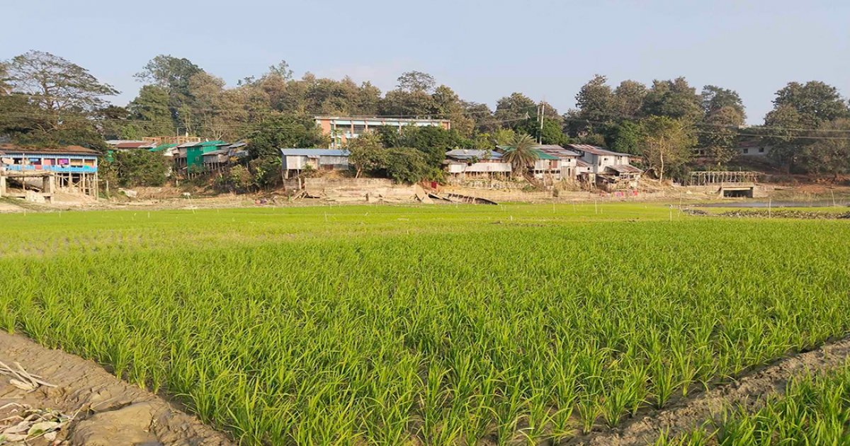 Nationwide Boro paddy procurement begins