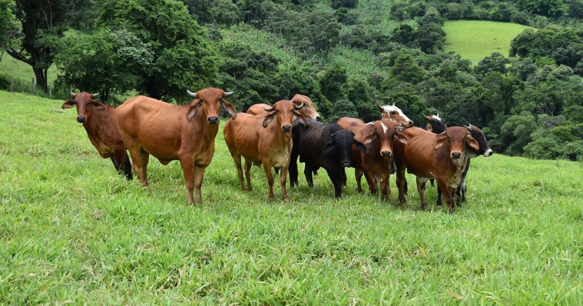 New US climate smart livestock project launched to help smallholder ...