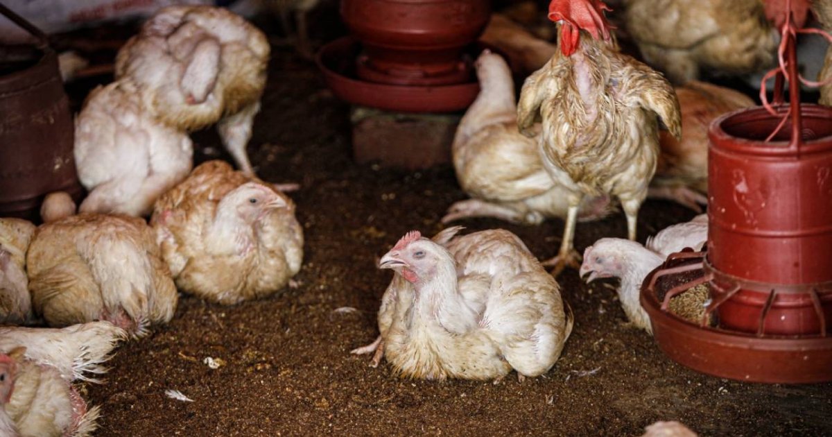 Poultry industry threatened by heatwave, production drop to affect ...