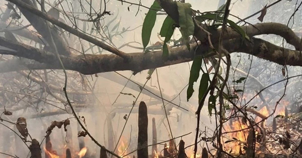 Sundarban fire: Low tide delaying dousing operation