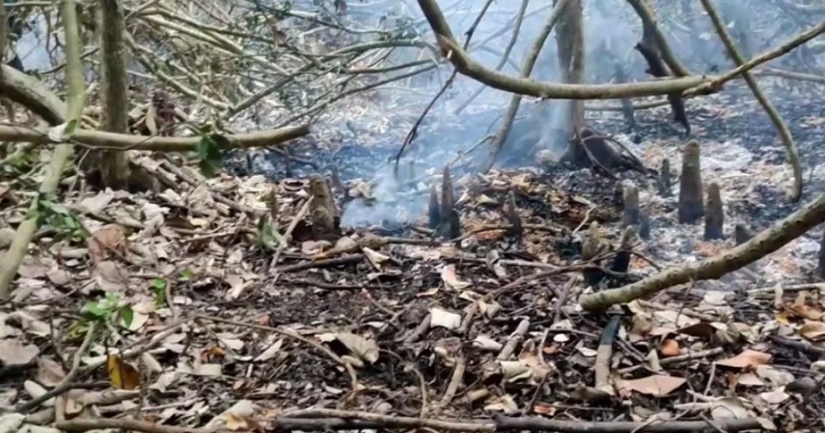 Navy, air force join operation to douse Sundarbans fire