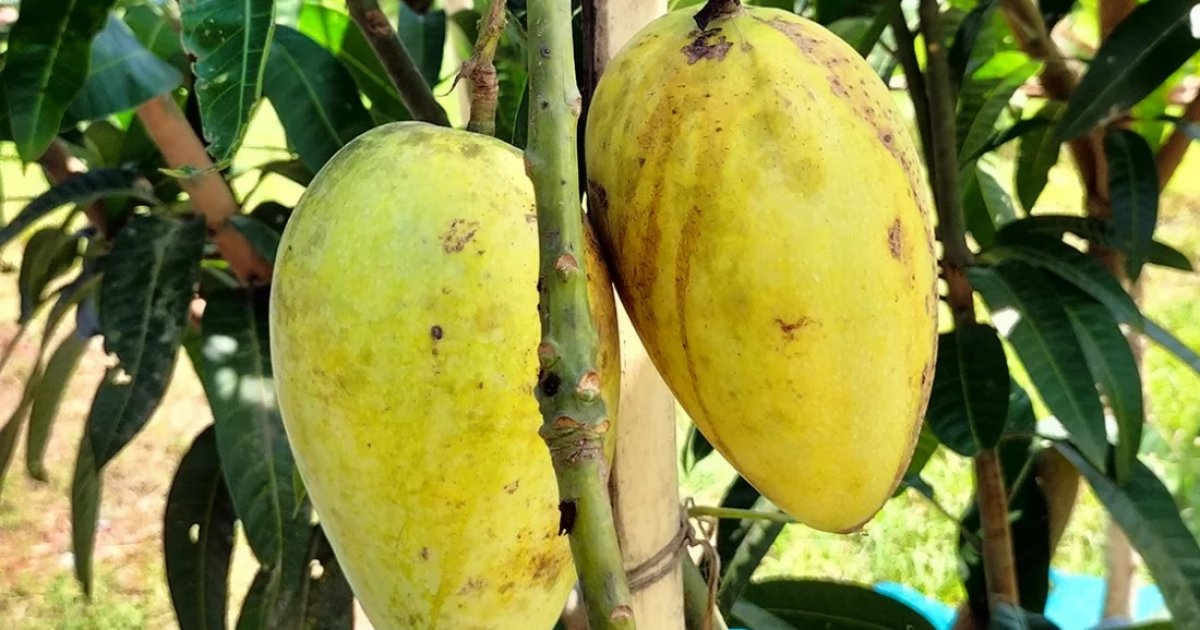 Mango harvesting in Natore to begin on May 25