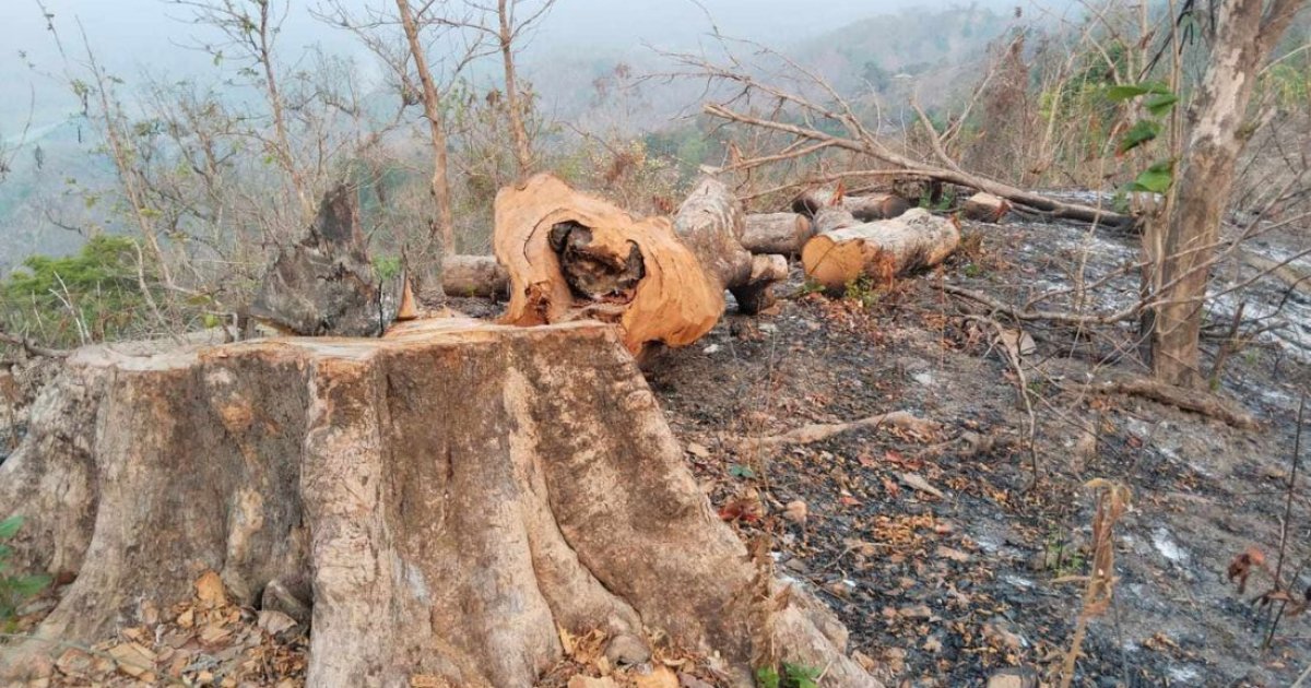 3 officials suspended for stealing trees from reserved forest