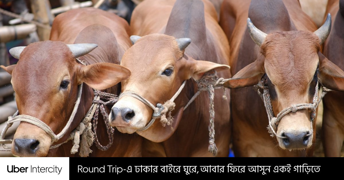 Eid-ul-Azha: Tangail to have surplus of 19,000 sacrificial animals