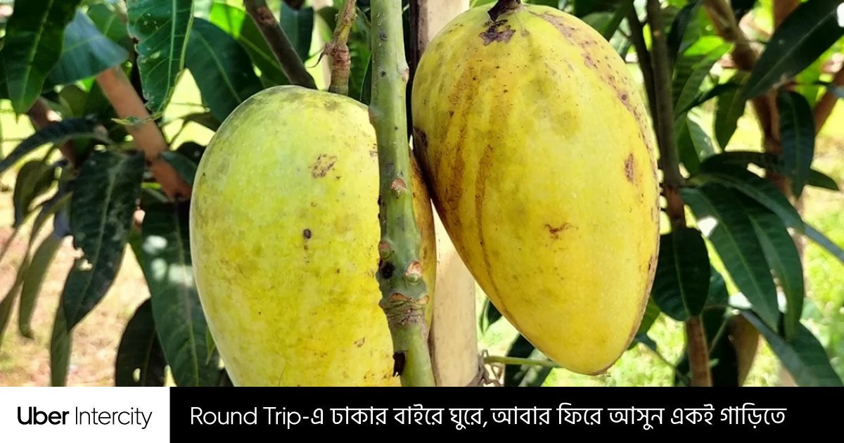 Mango harvesting in Natore begins