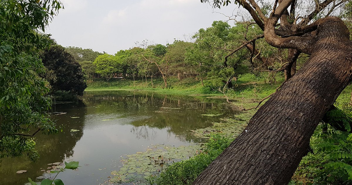How trees and waterbodies help reduce temperatures