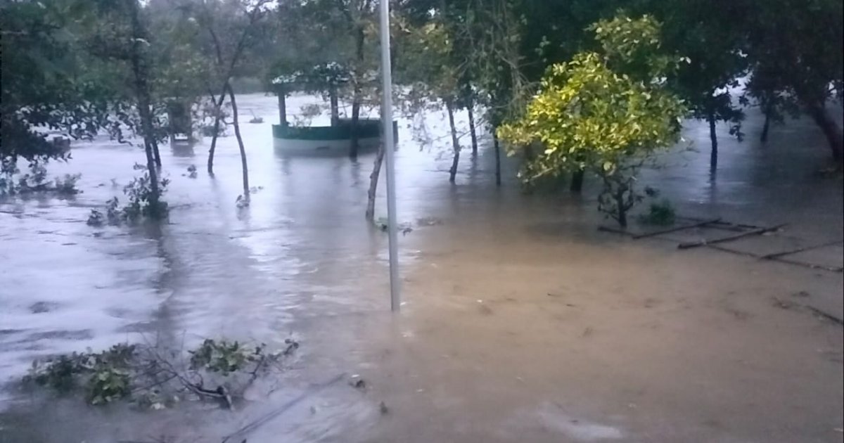 Cyclone Remal: Carcasses of 111 deer recovered from Sundarbans in 6 days