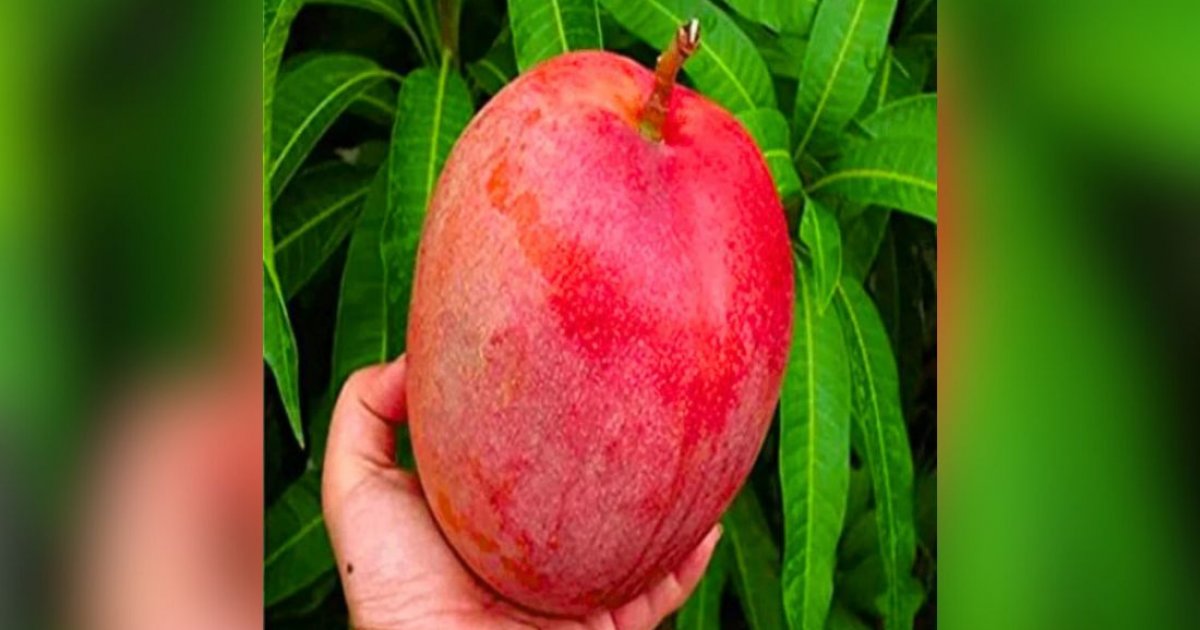 Have you tried these expensive varieties of mango?