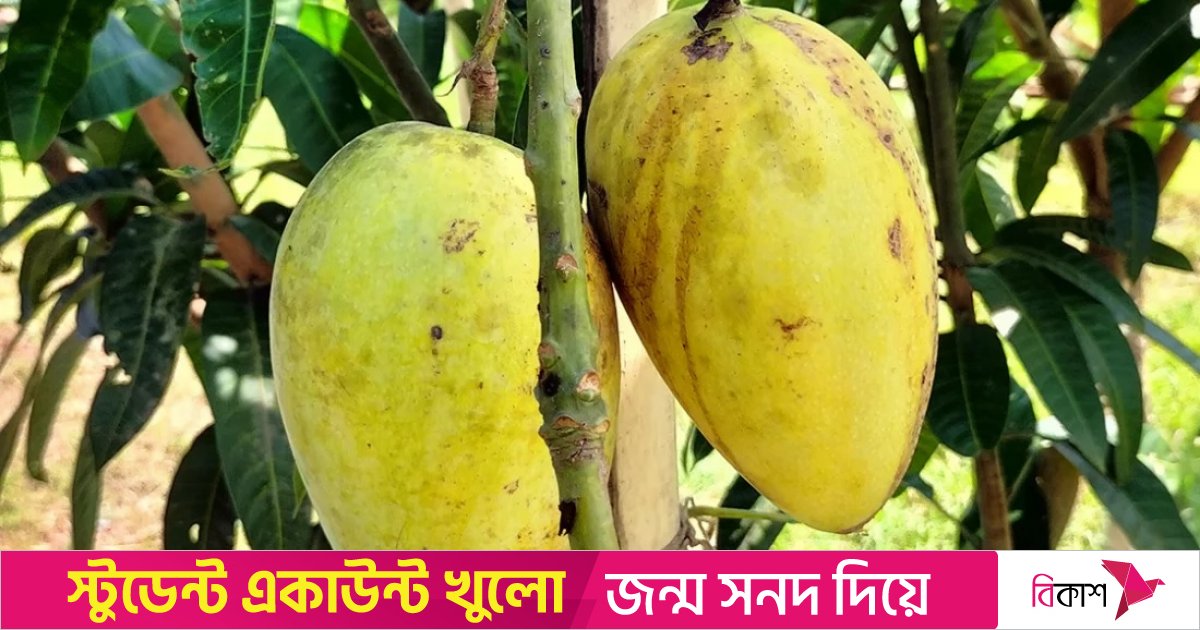 A tale of taste: Uncovering the story behind naming Fazli Mango