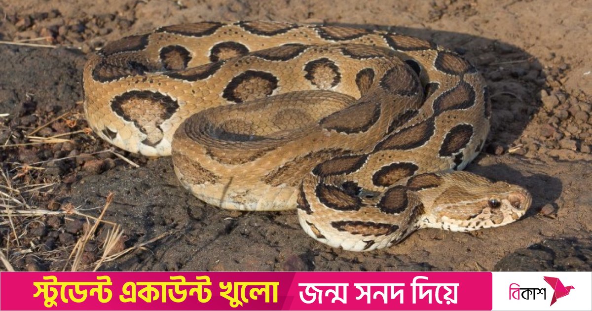 Russell’s Viper misconceptions spread panic in Bangladesh