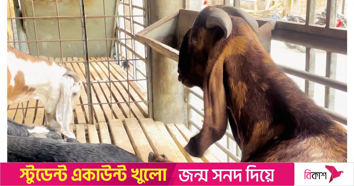 The saga of Bangladesh’s most talked-about goat