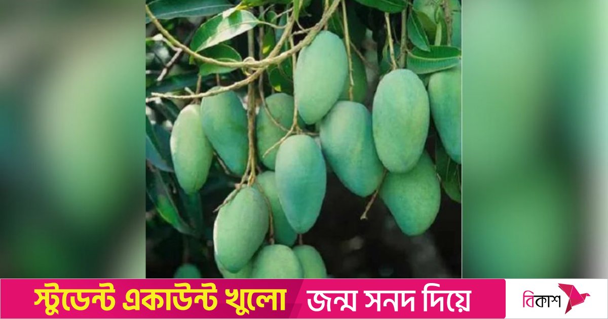 The emotional tale behind the naming of Langra mango